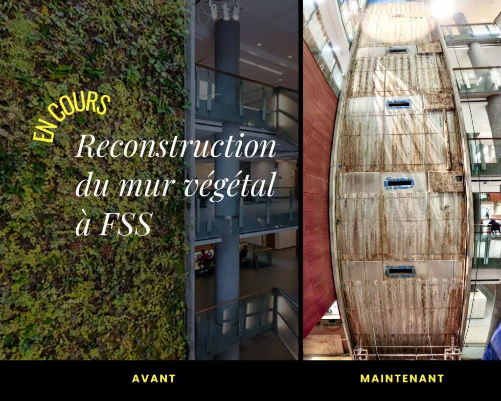 Le mur végétal à FSS fait peau neuve – La Rotonde